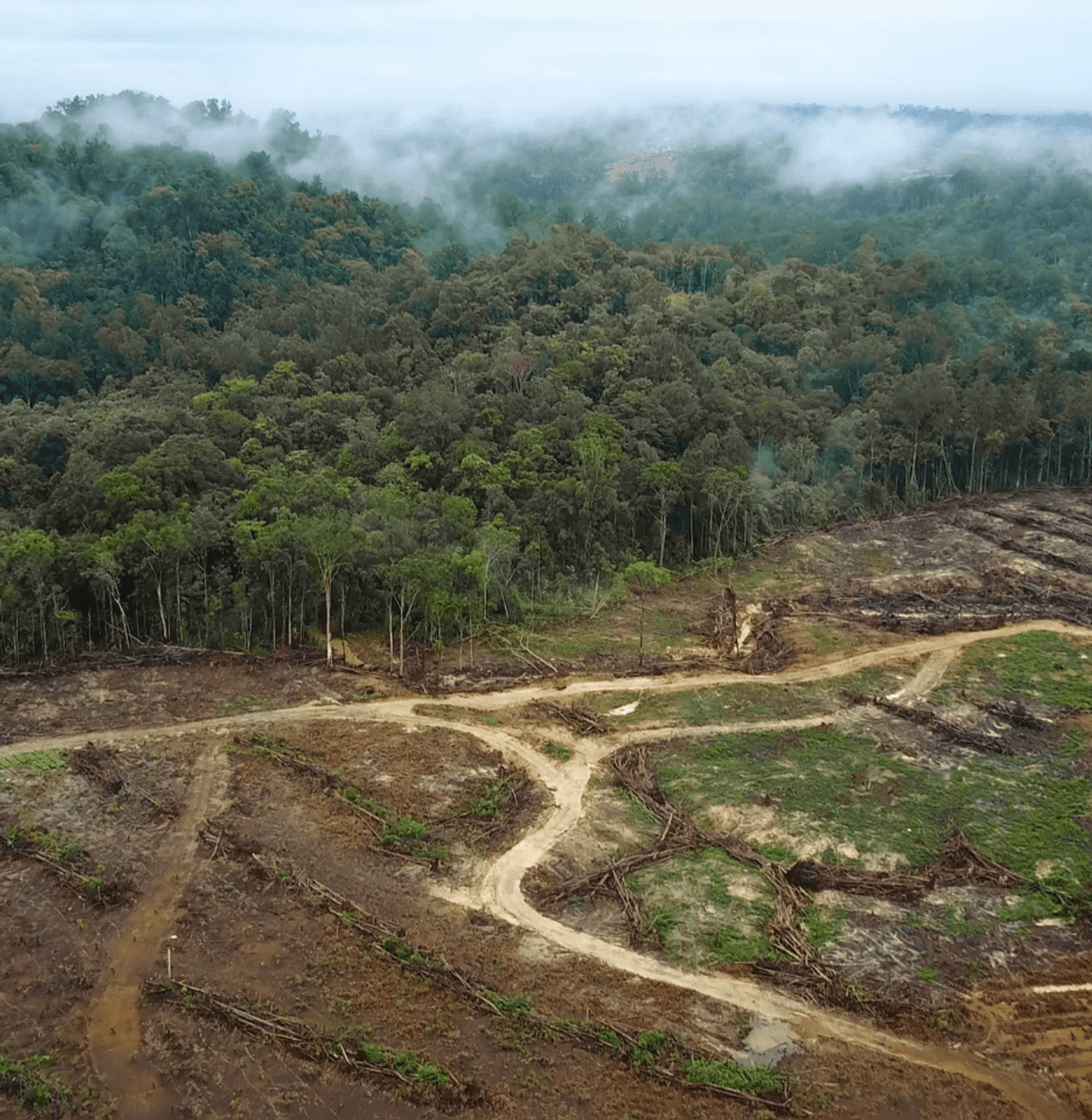 Wildlife T-shirts | Official BBC Earth Shop