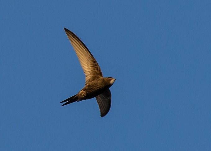 Swallows, Swifts, House Martins and Sand Martins: How to Tell the ...