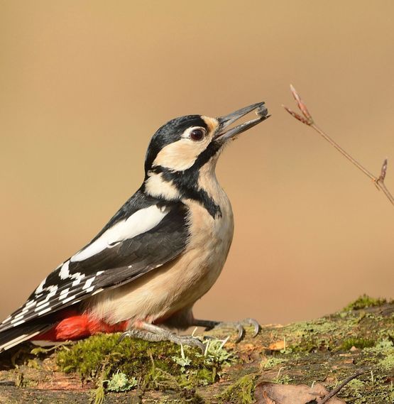 Bird T-shirts | Official RSPB Shop