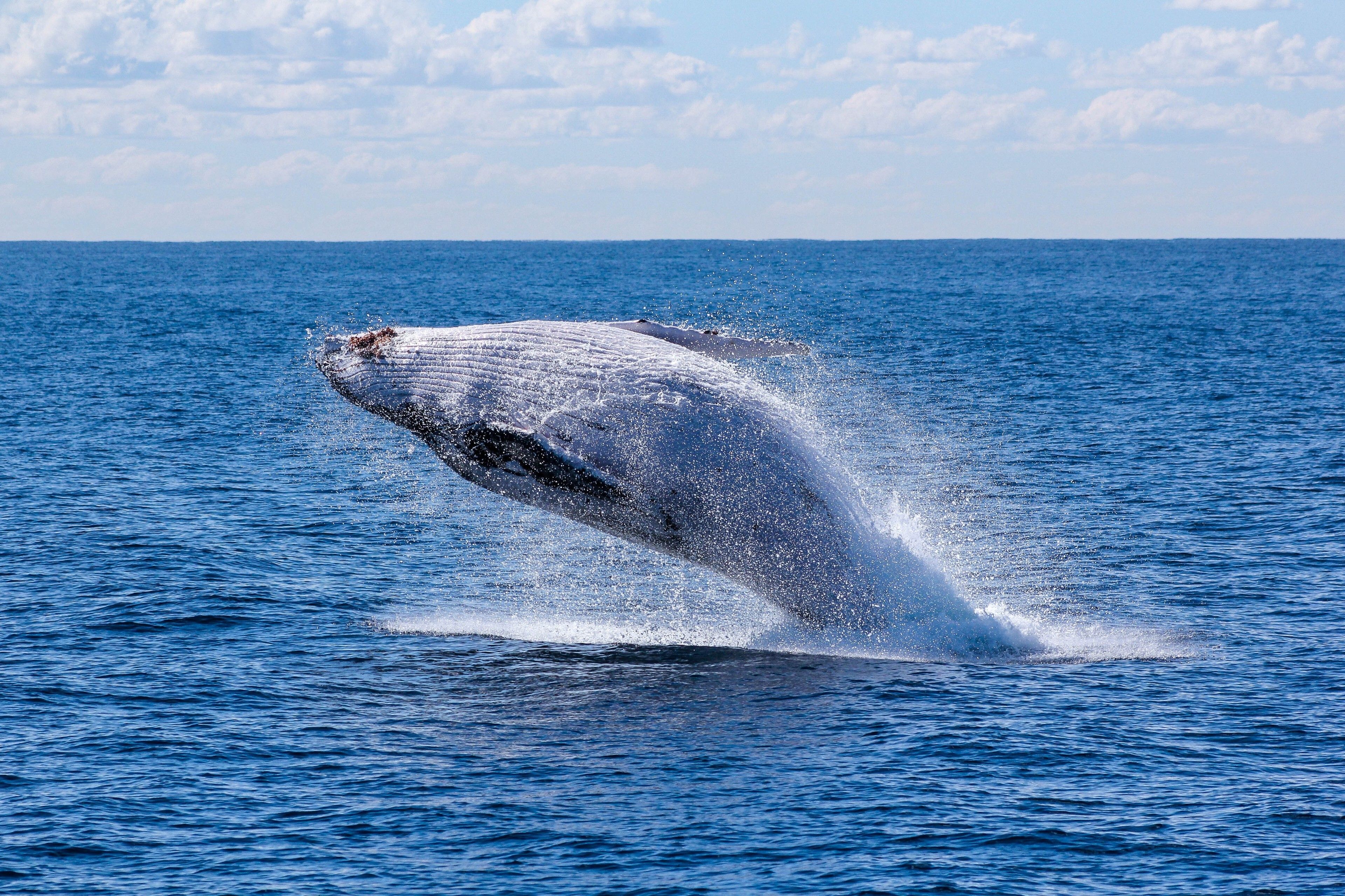 Green Whale