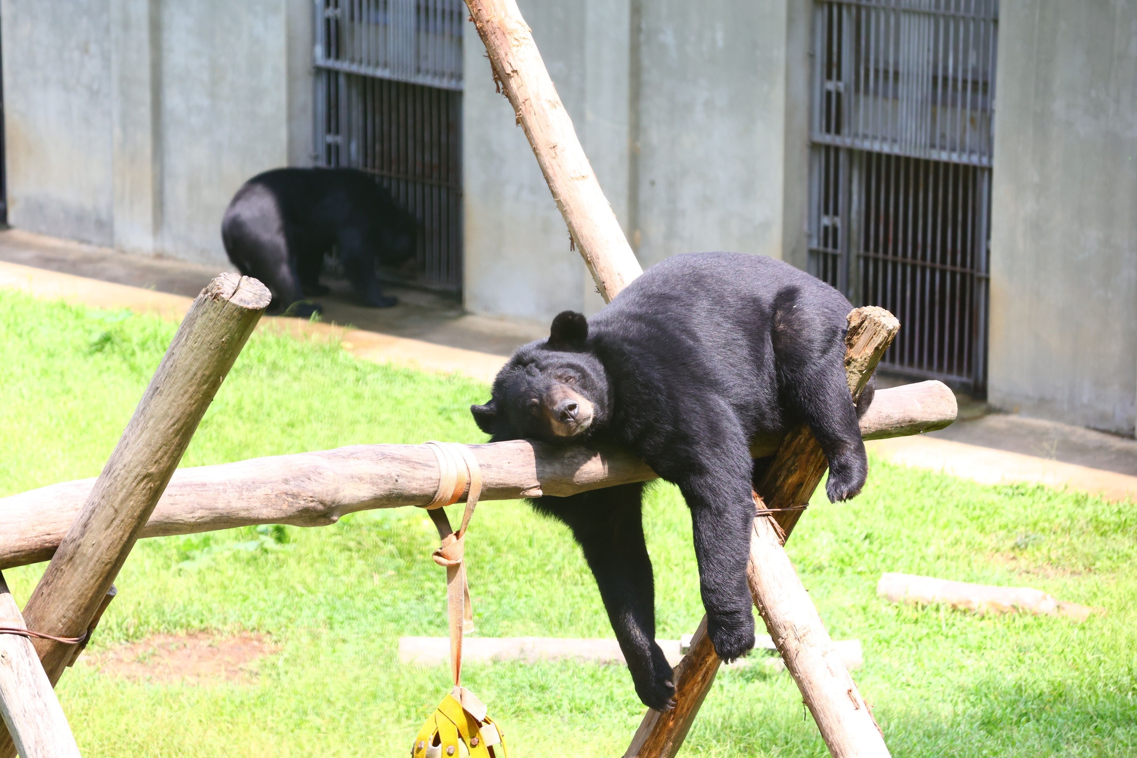 Animals Asia | Bear T-shirts