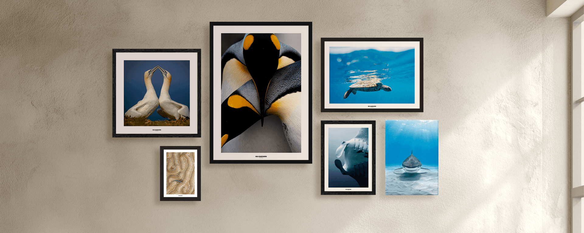 Ocean Art Prints | Official Sea Shepherd Merchandise
