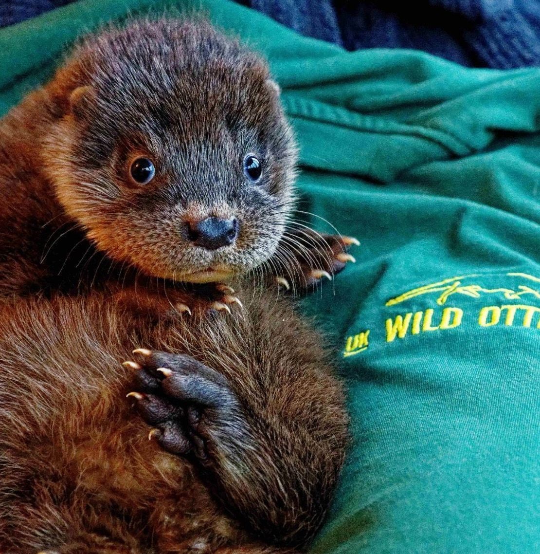 UK Wild Otter Trust