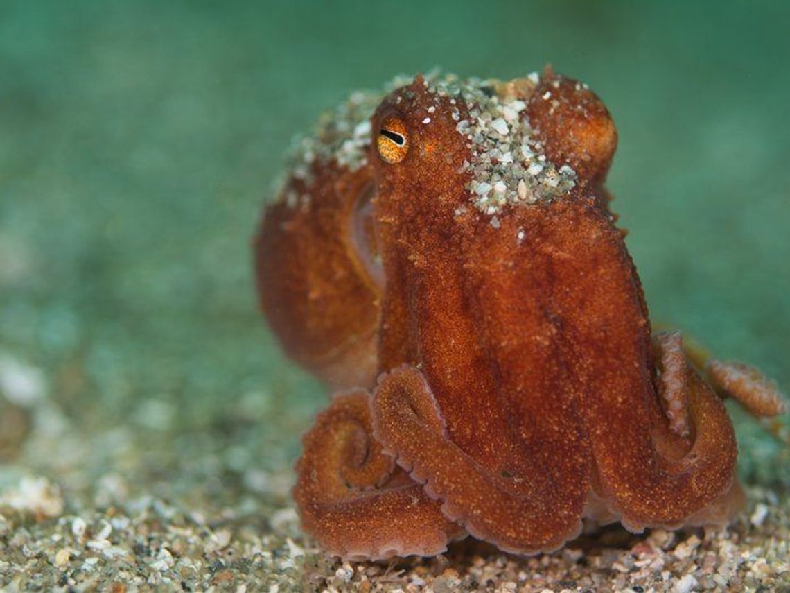 13 species of sea life found in the UK