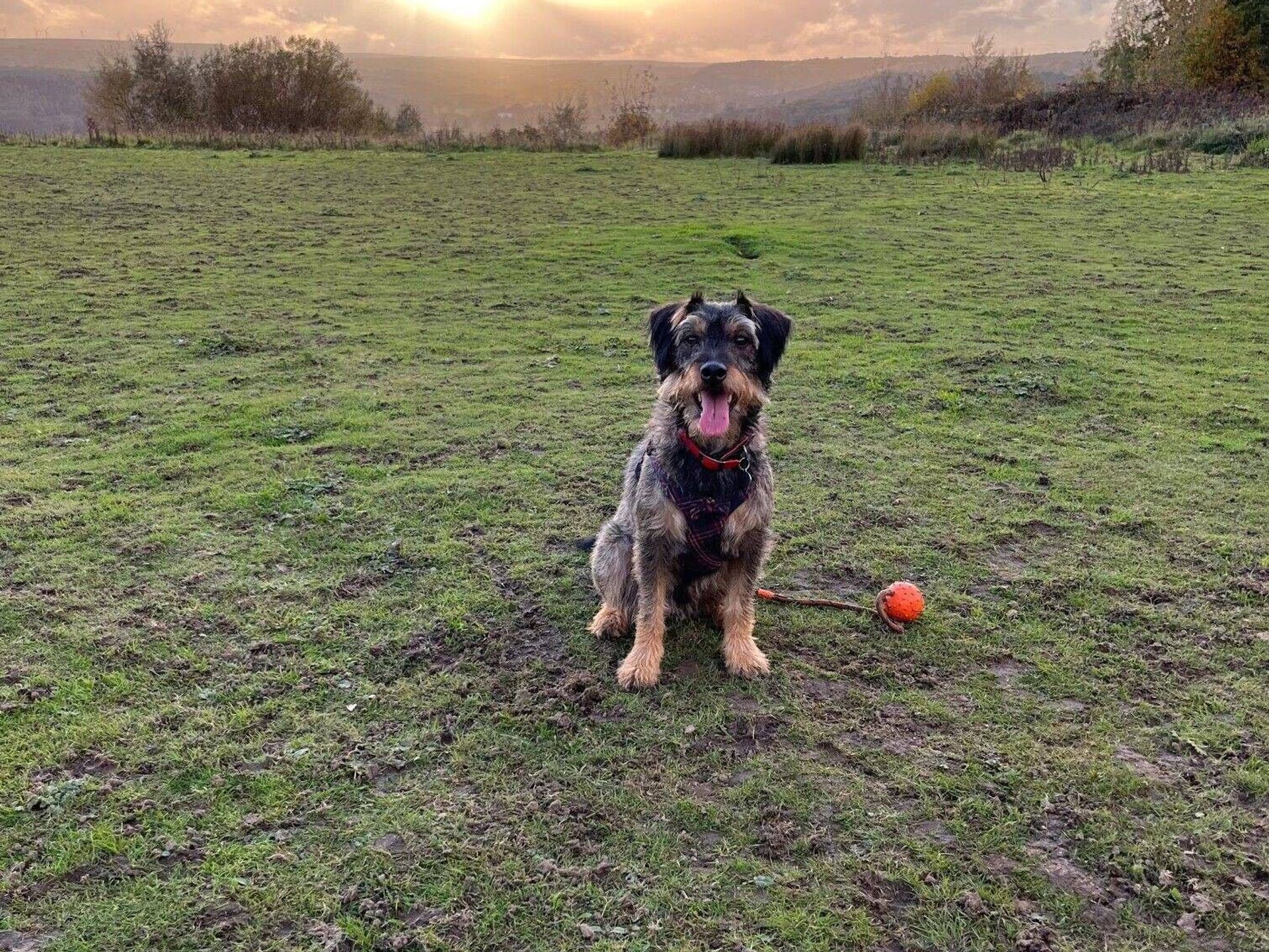 Dog Walking Essentials - 10 Must-Have Accessories