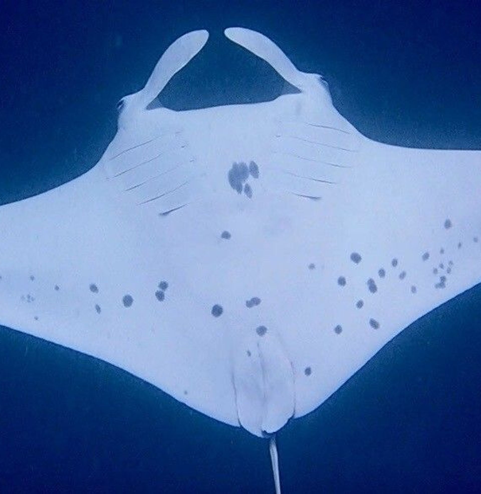 Meet Our Manta Ray Friends!