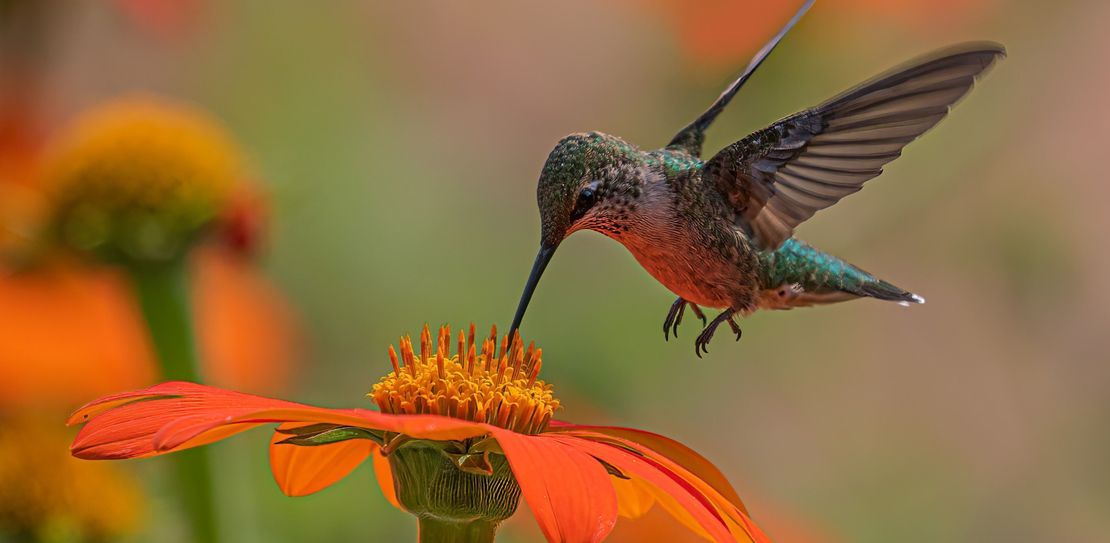 BirdLife International Store | Bird T-shirts