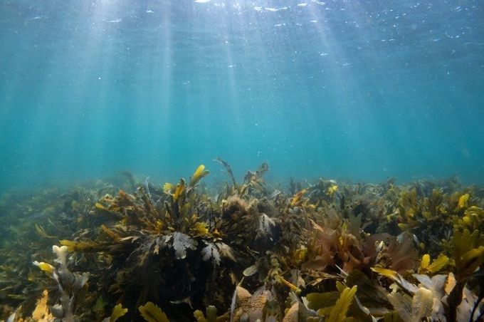13 species of sea life found in the UK