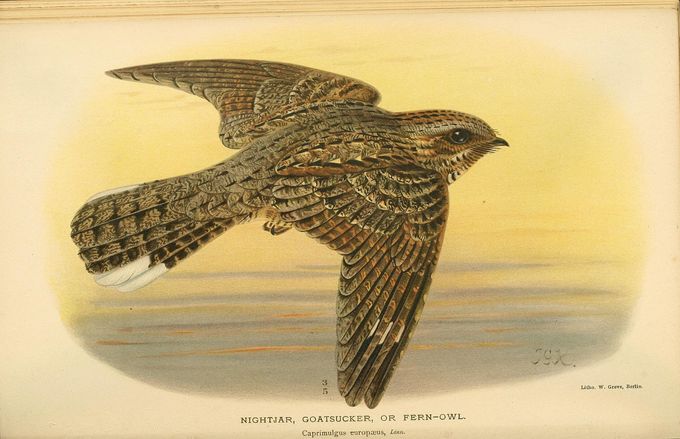 Fables of the Fern Owl