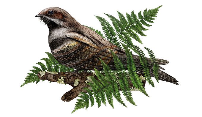 Fables of the Fern Owl