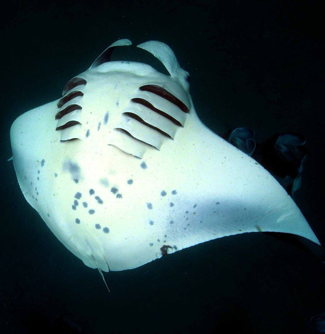 Meet Our Manta Ray Friends!