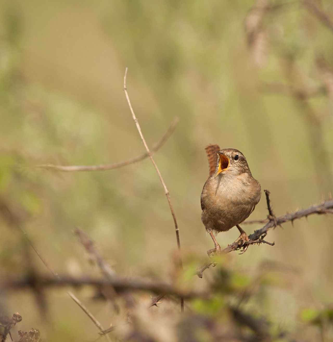 Bird T-shirts | Official RSPB Shop