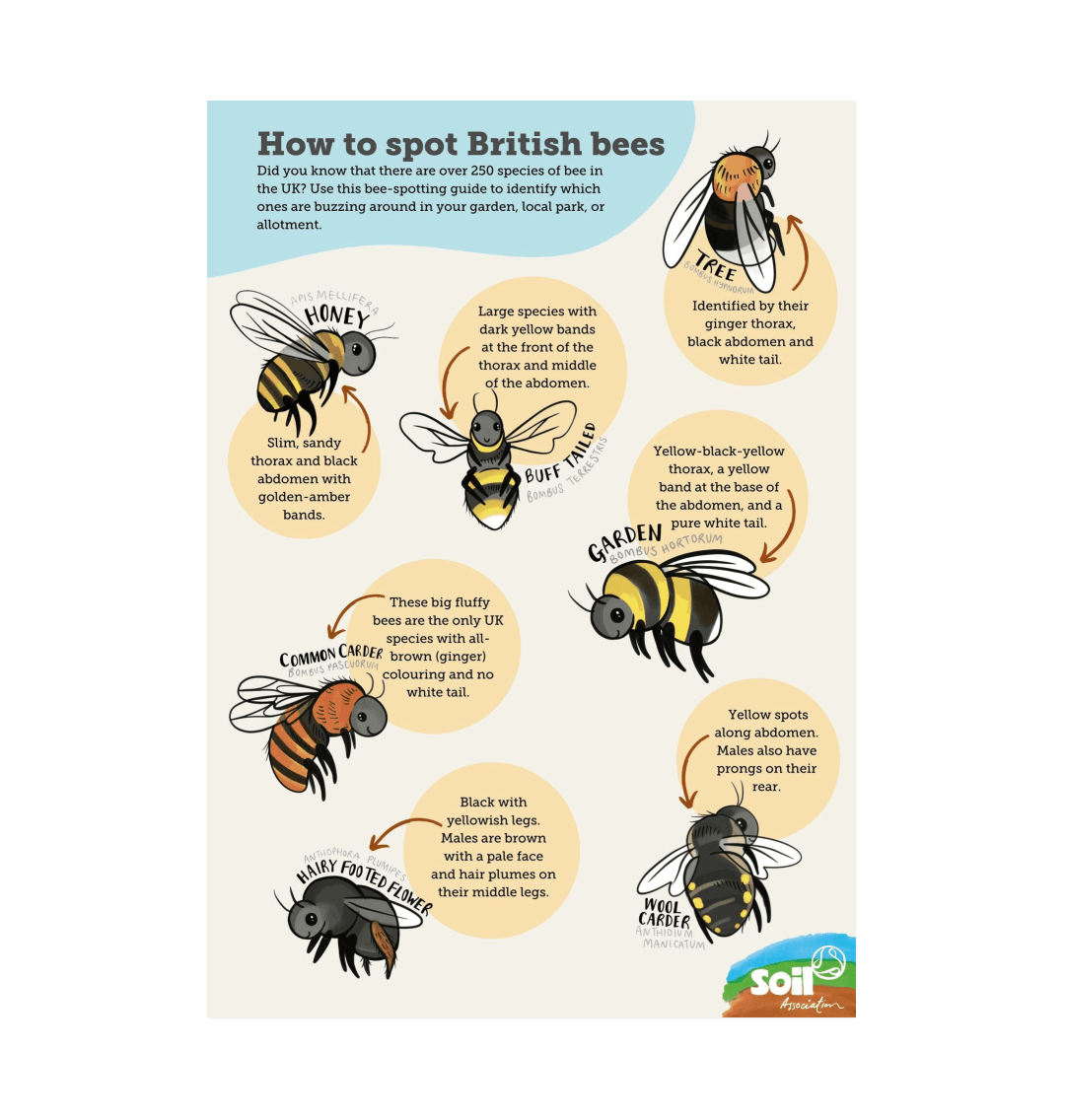 Guide to British Bees poster