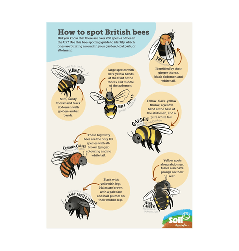 Guide to British Bees poster