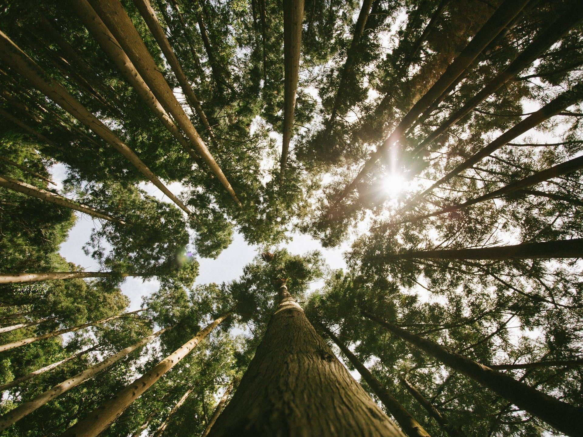 Tree Planting To Restore & Regenerate