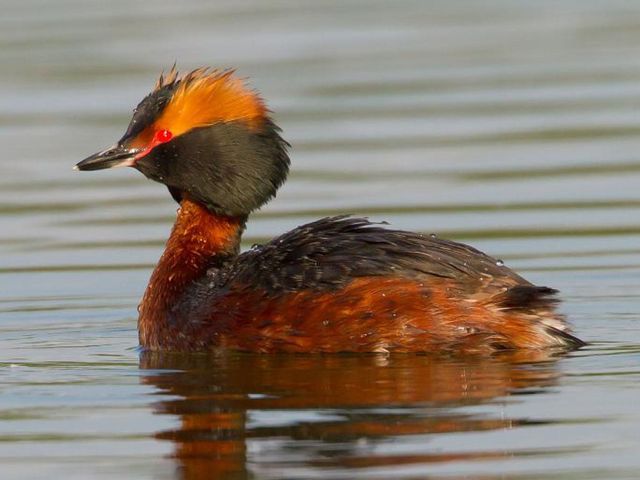 The Magical Guardian of a Red Listed Bird