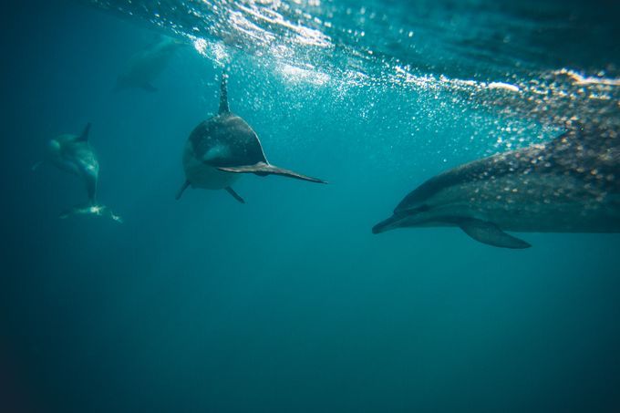 13 species of sea life found in the UK