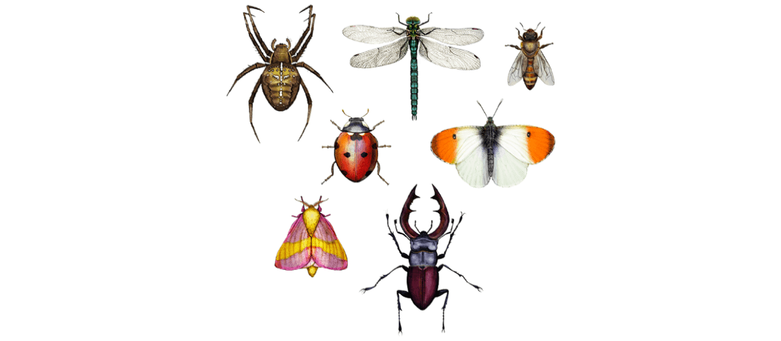 Invertebrates Collection