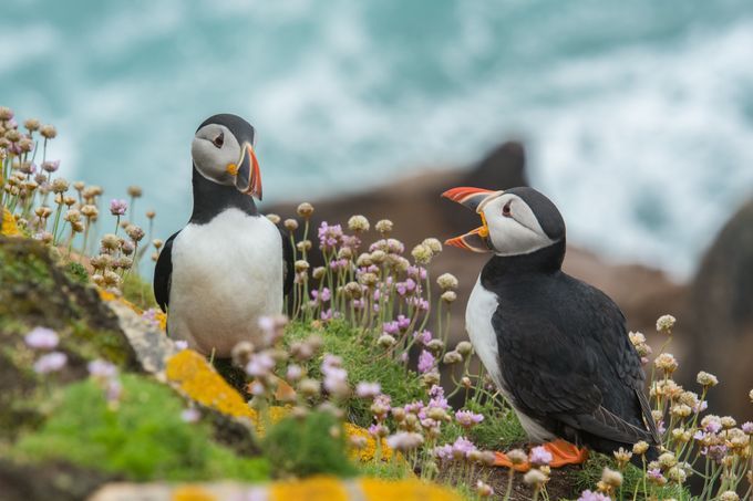 13 species of sea life found in the UK