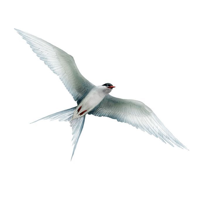 If I Could Tern Back Time