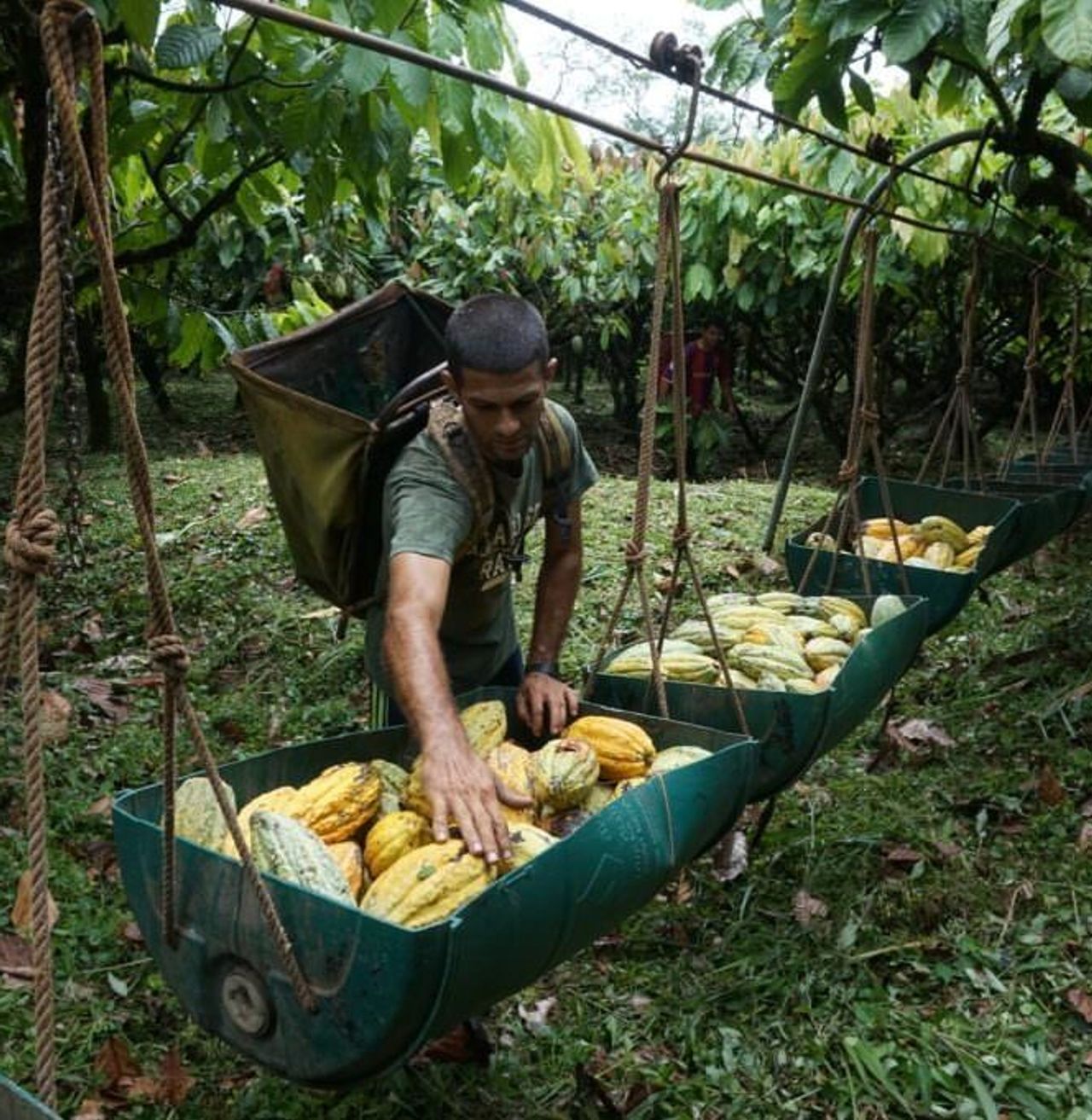 Shop | Rainforest Alliance