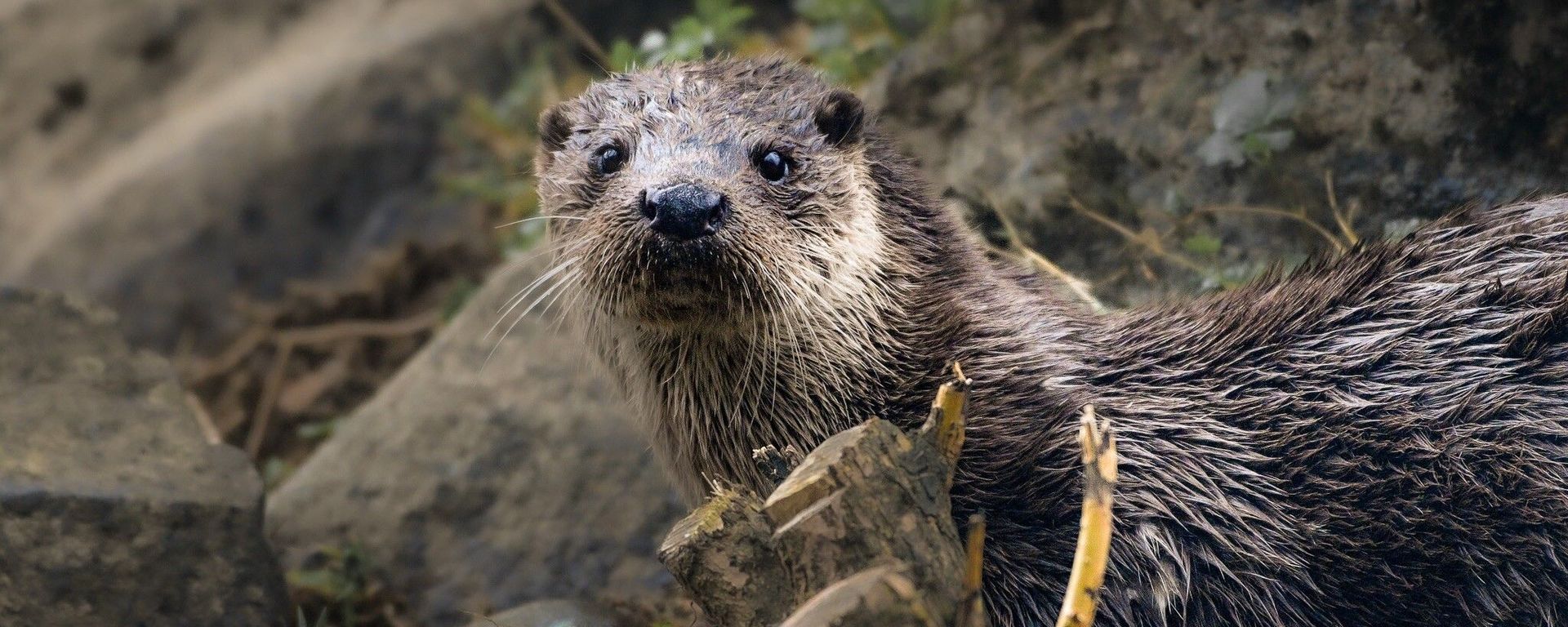 River Tweed Explorer