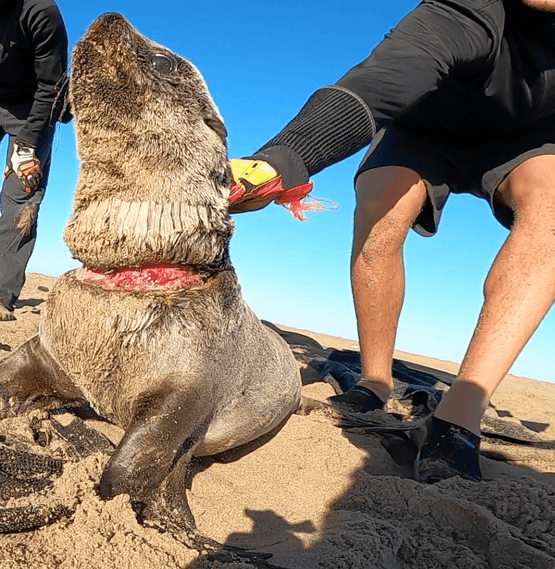 Ocean Conservation Namibia