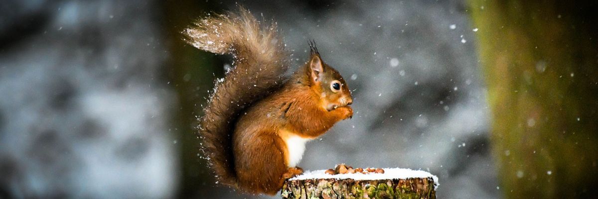 Scottish Nature