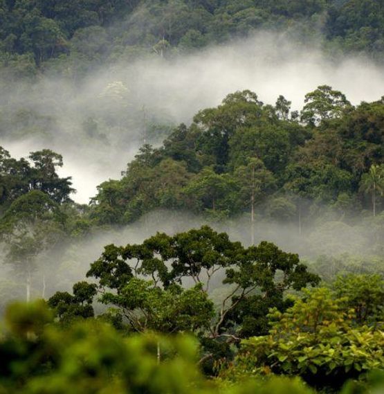 Fauna & Flora International