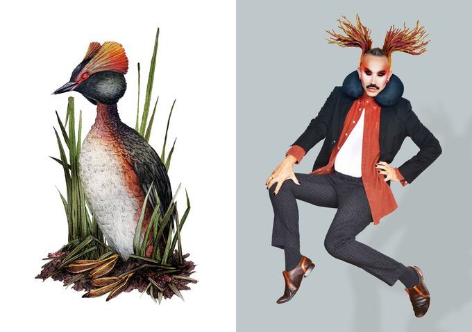 The Birds of Macbeth