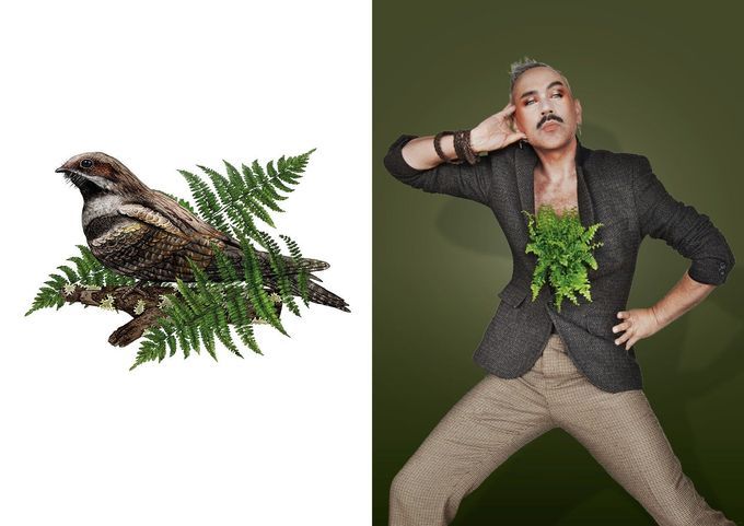 Fables of the Fern Owl