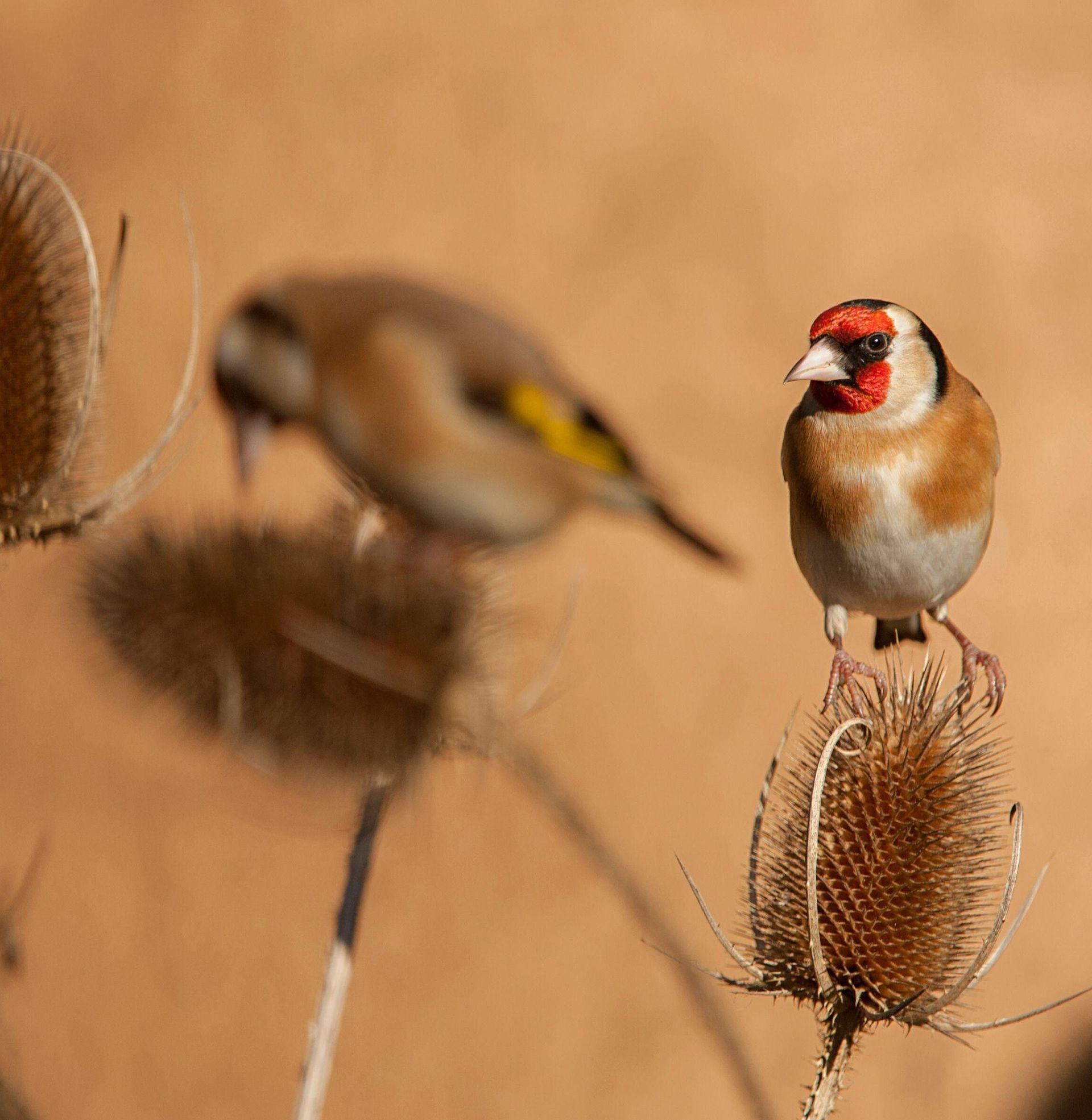 Bird T-shirts | Official RSPB Shop