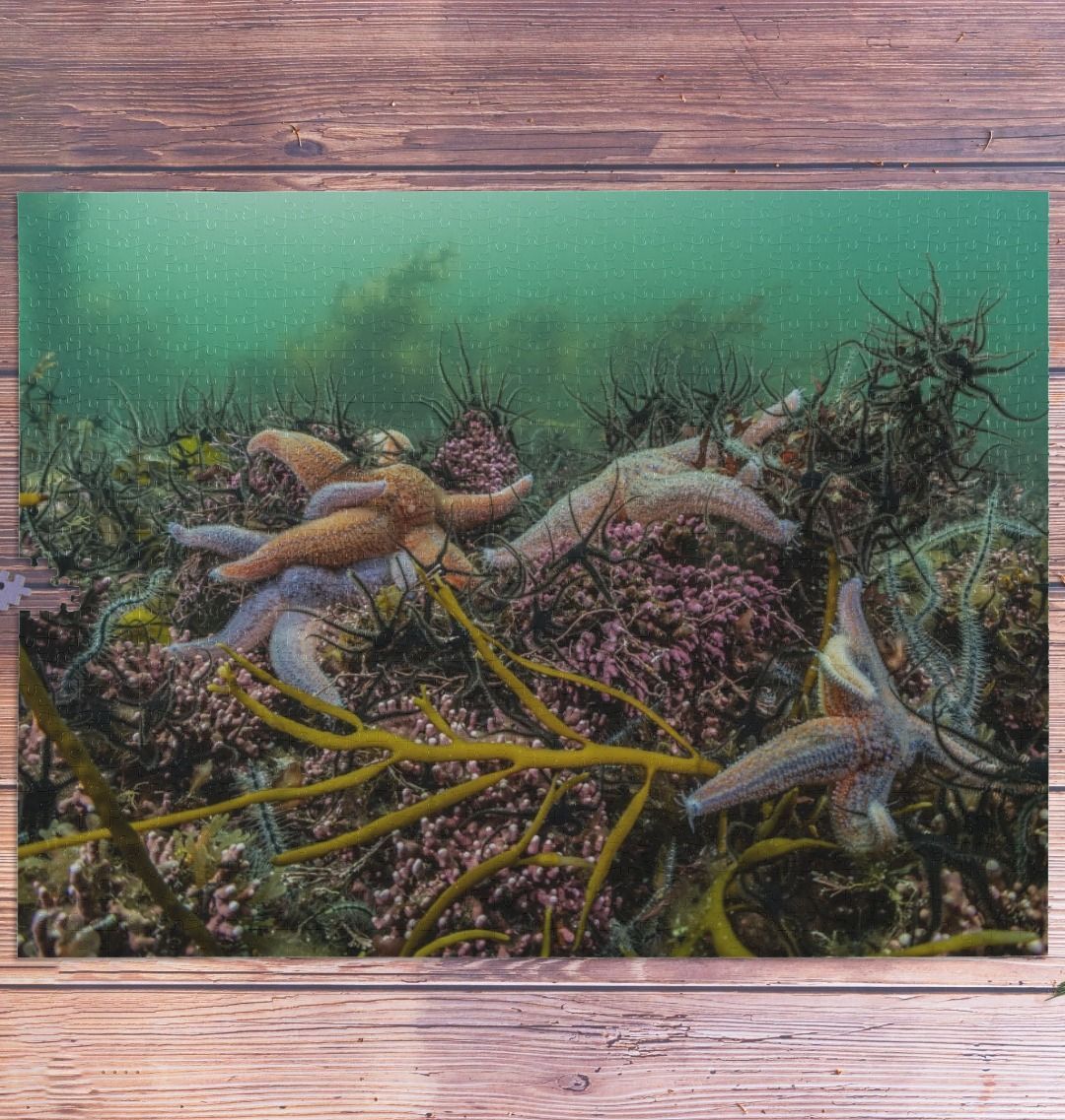 Starfish Jigsaw Puzzle