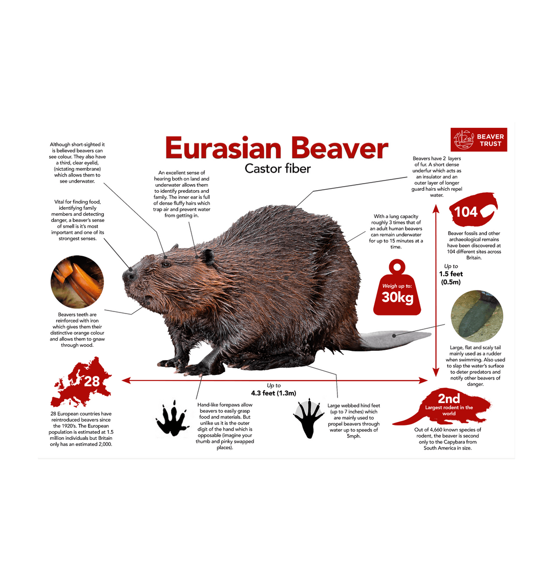 Beaver Biology Poster (A3)