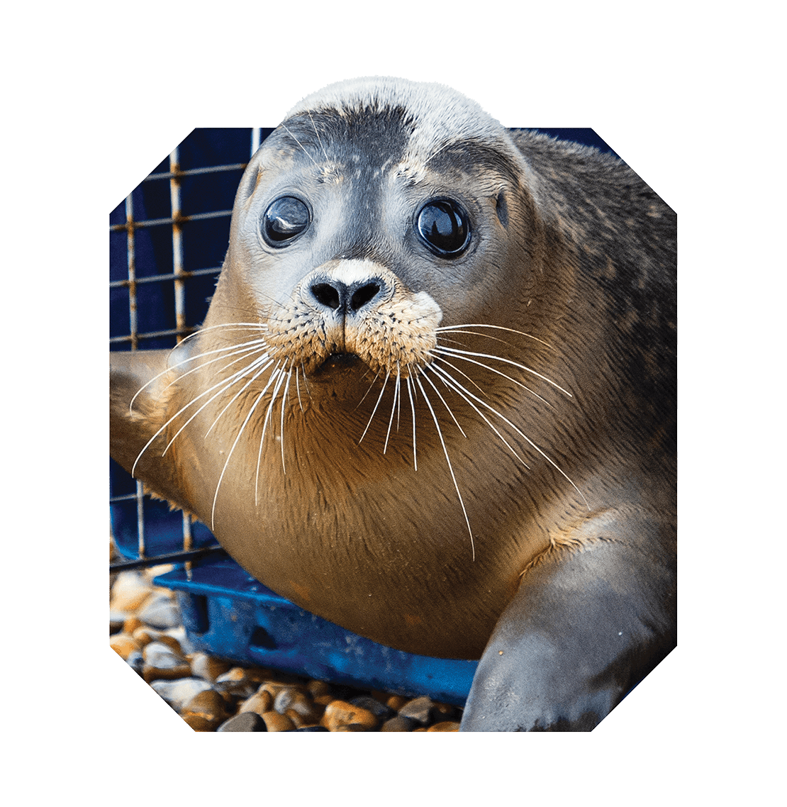 RSPCA T-shirts | Official RSPCA Clothing