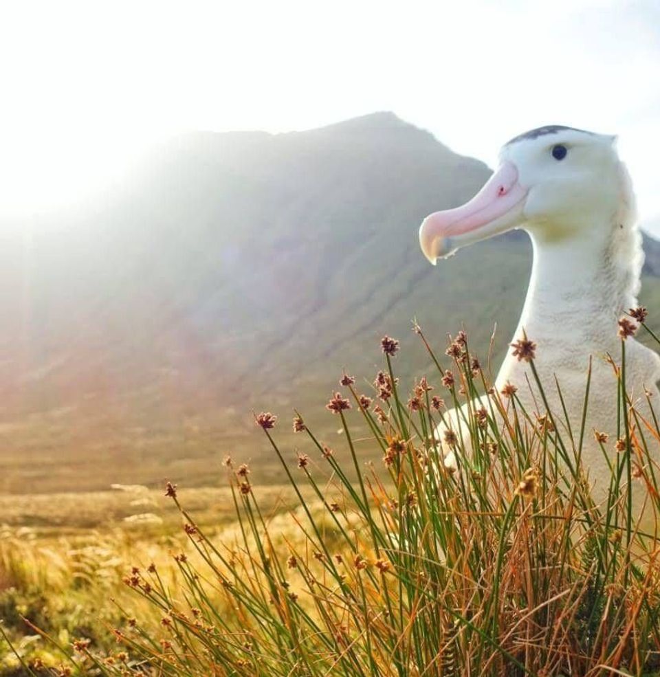 Bird T-shirts | Official RSPB Shop