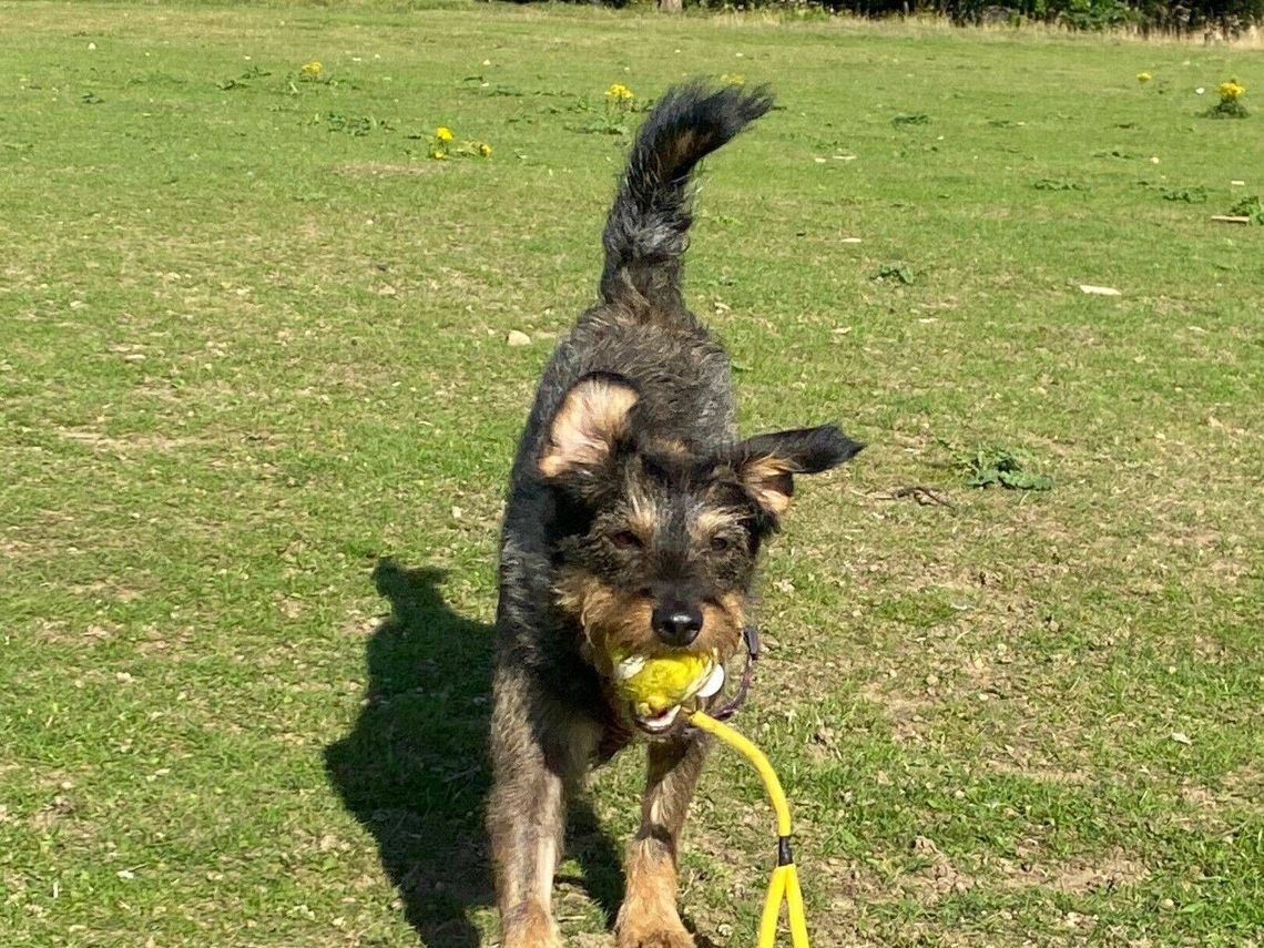 Dog Walking Essentials - 10 Must-Have Accessories