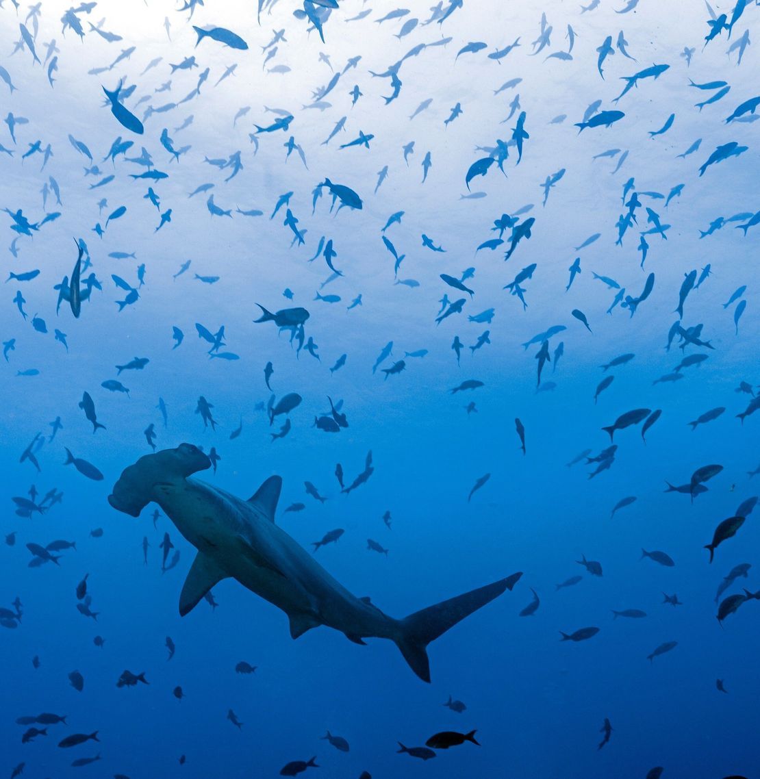 Galapagos Conservation Trust Store