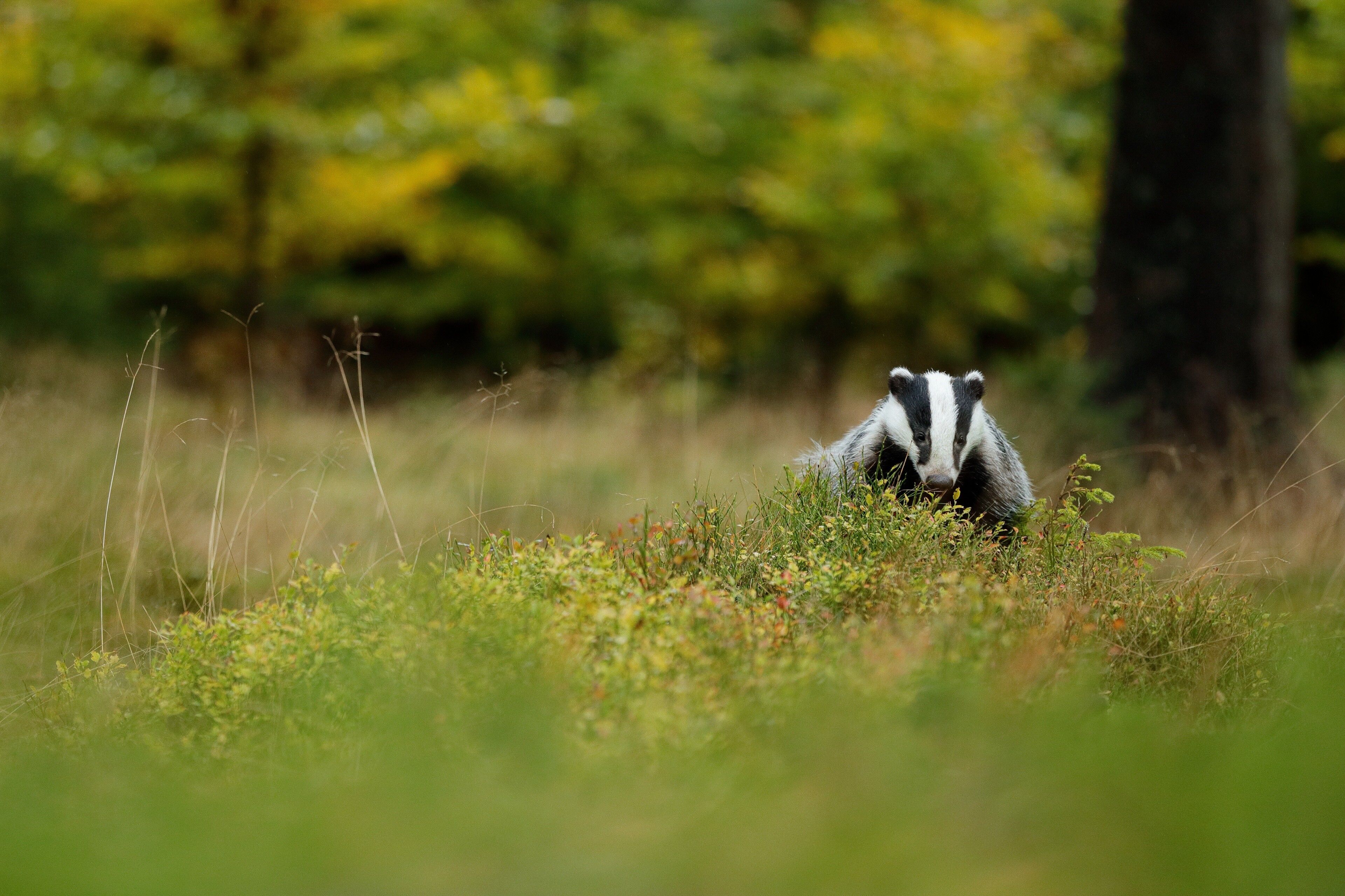 Badger Trust