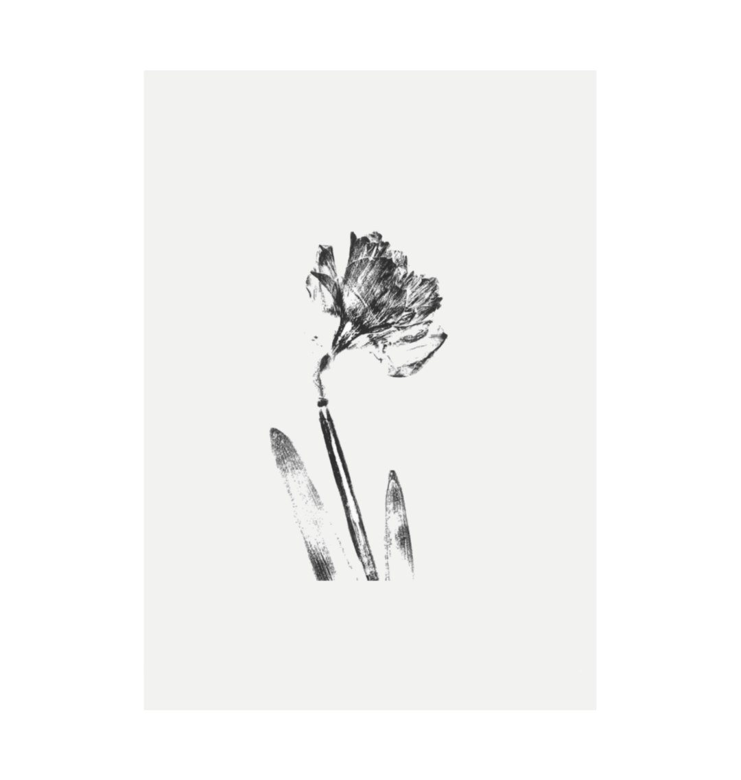 Daffodil Print