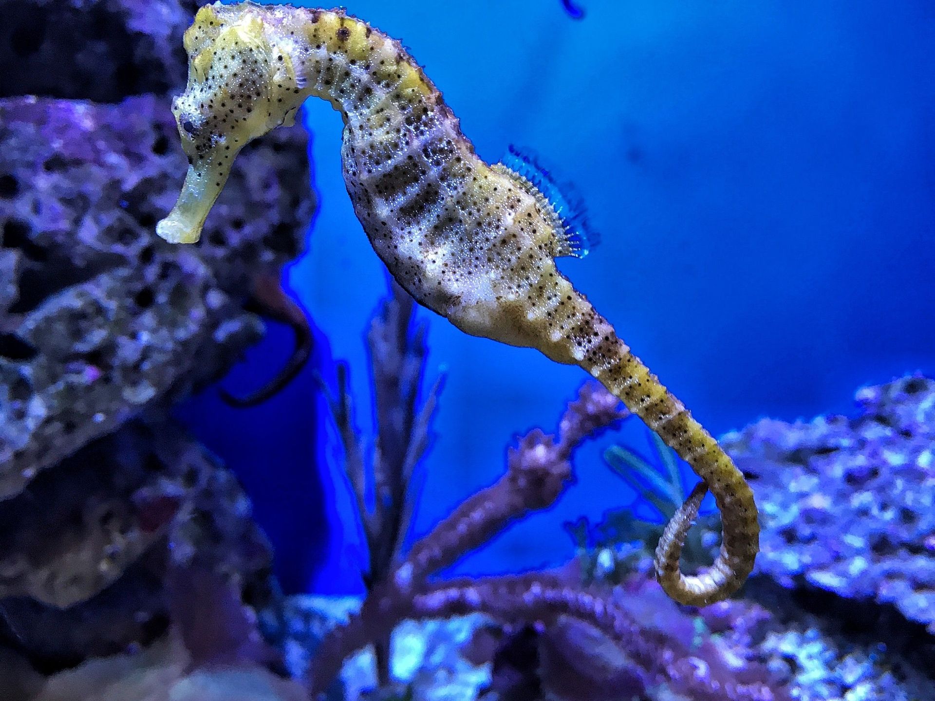 13 species of sea life found in the UK