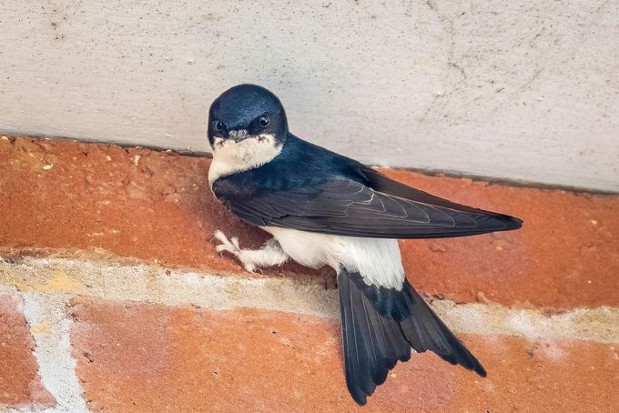 Swallows, Swifts, House Martins and Sand Martins: How to Tell the ...