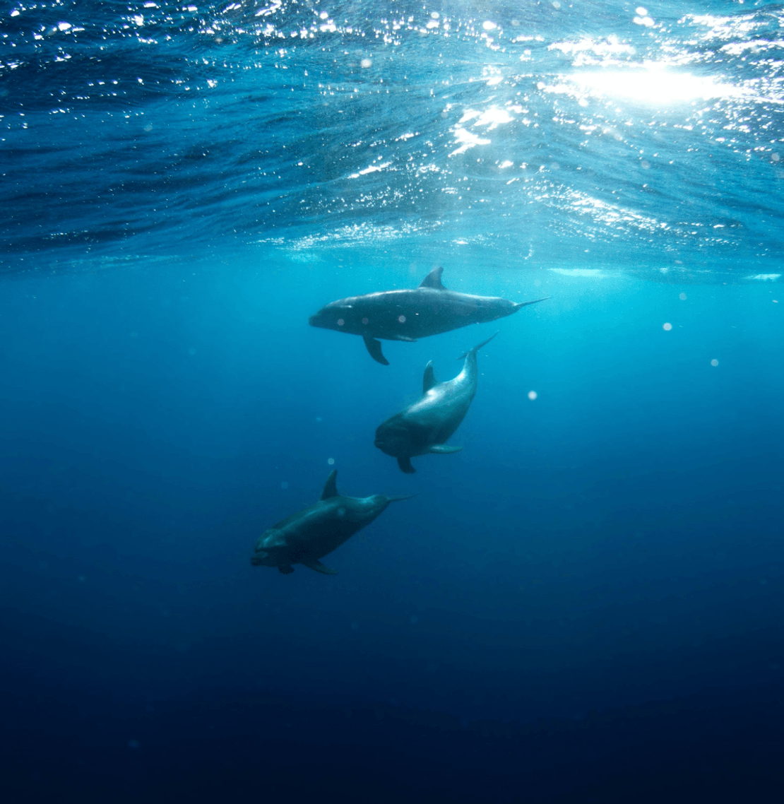 Ocean T-shirts | Official Marine Conservation Society Shop