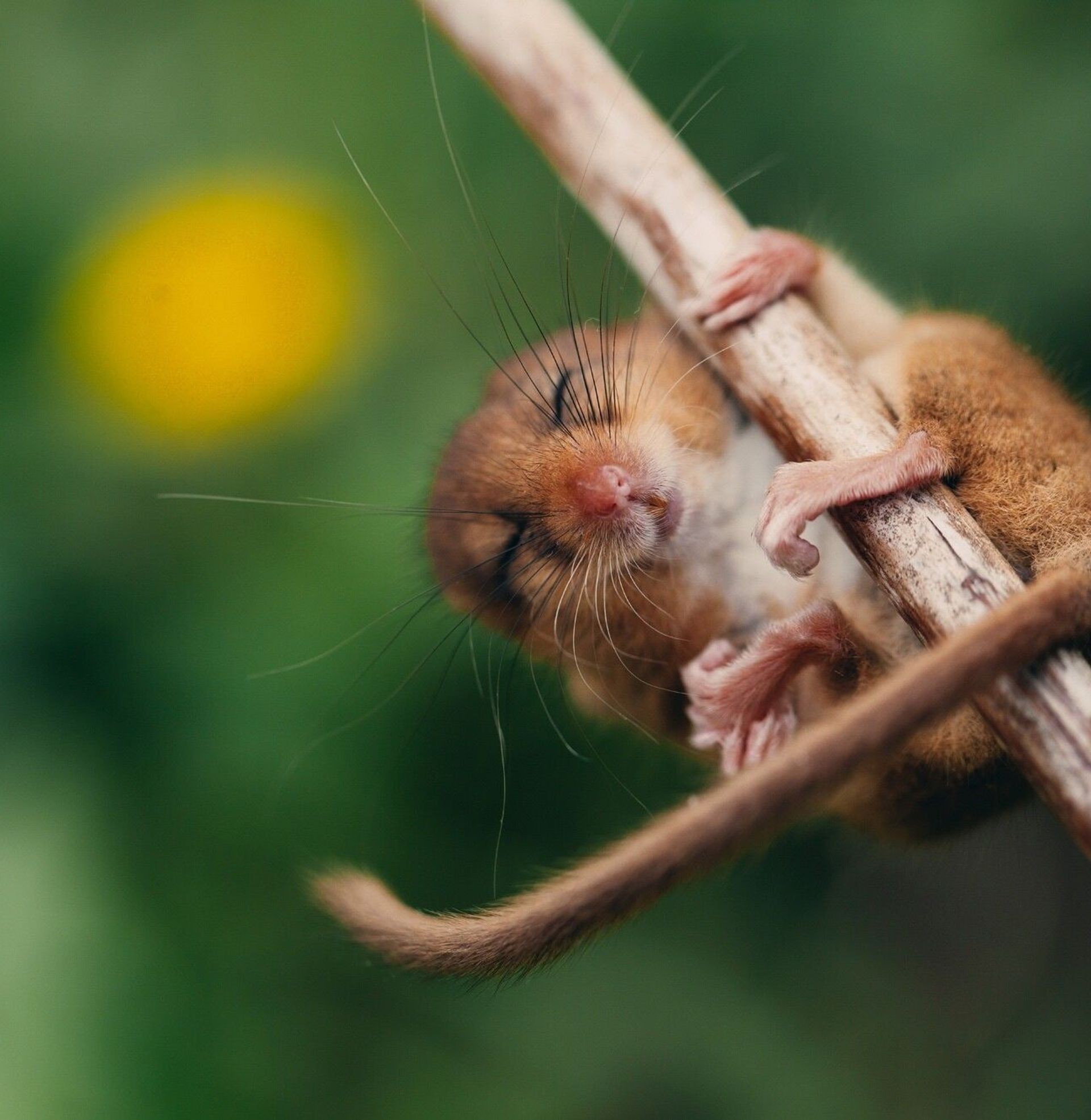 Surrey Wildlife Trust Store