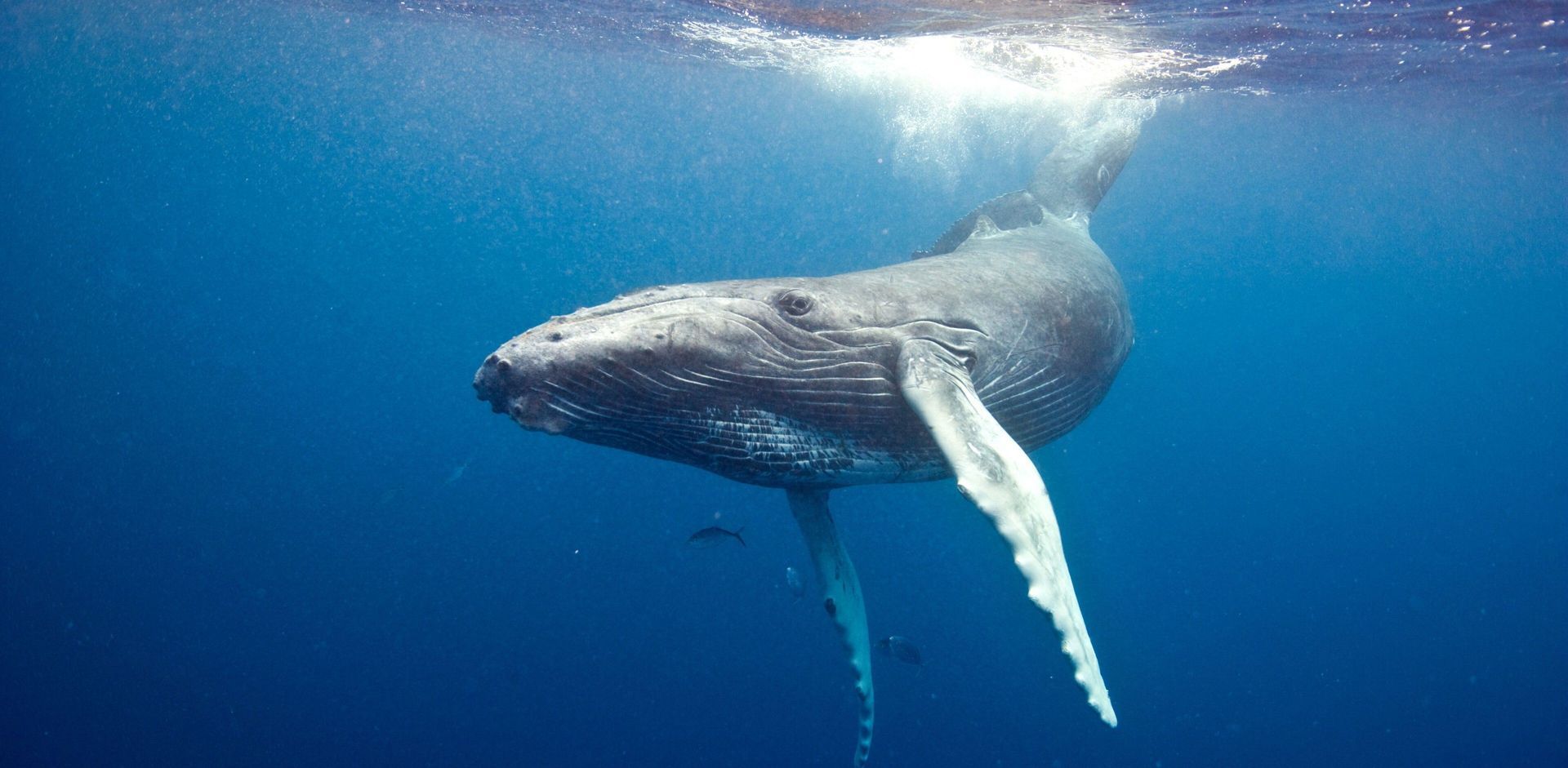 The Whale Store