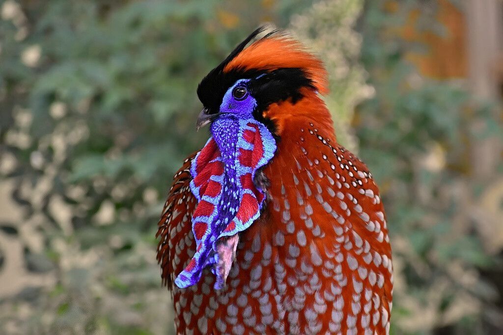 Temminck's Tragopan. A Day at The Museum