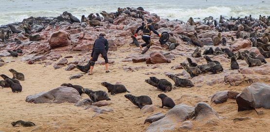 Ocean Conservation Namibia