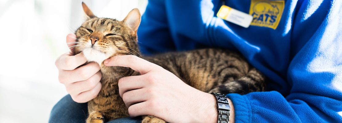 Cats Protection Official Store | Cat T-shirts