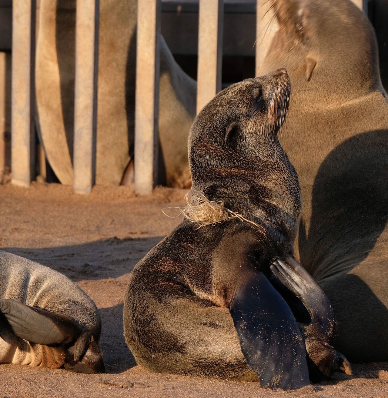Ocean Conservation Namibia