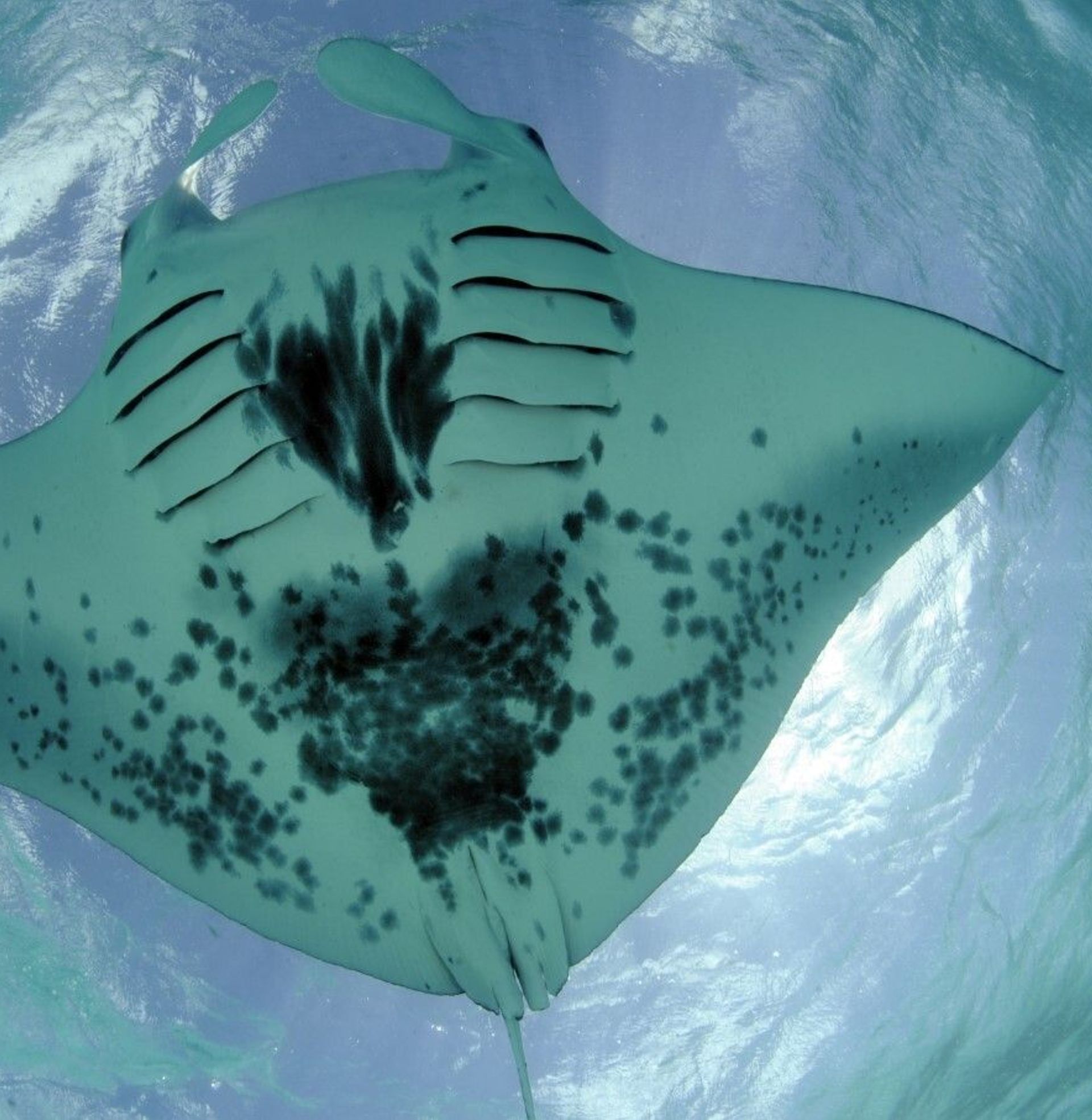 Meet Our Manta Ray Friends!